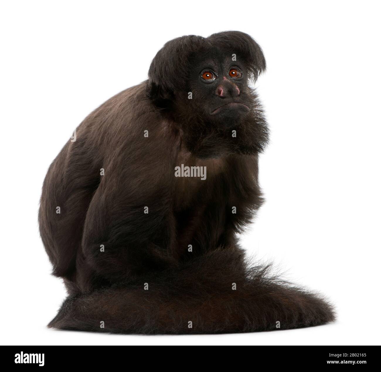 Black bearded saki Cut Out Stock Images & Pictures - Alamy