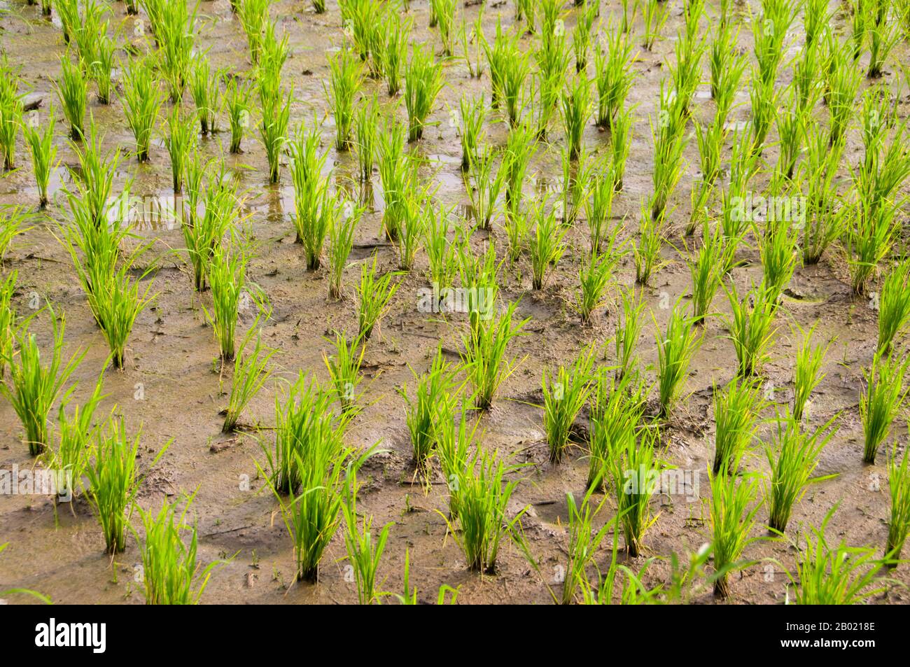 Thailand: New shoots of rice poke through a paddy field. Rice is the ...