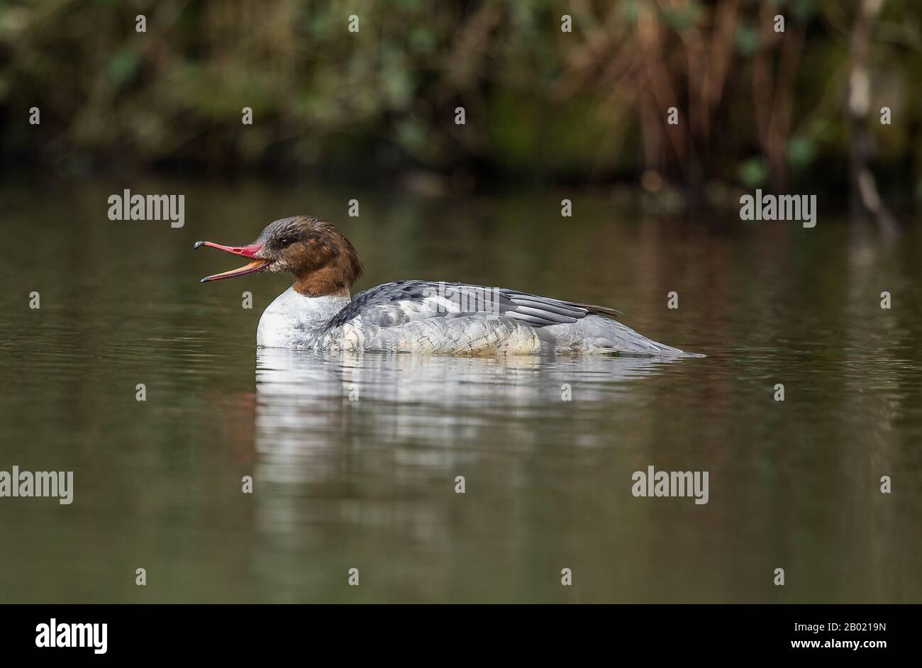 Goosander hi-res stock photography and images - Alamy