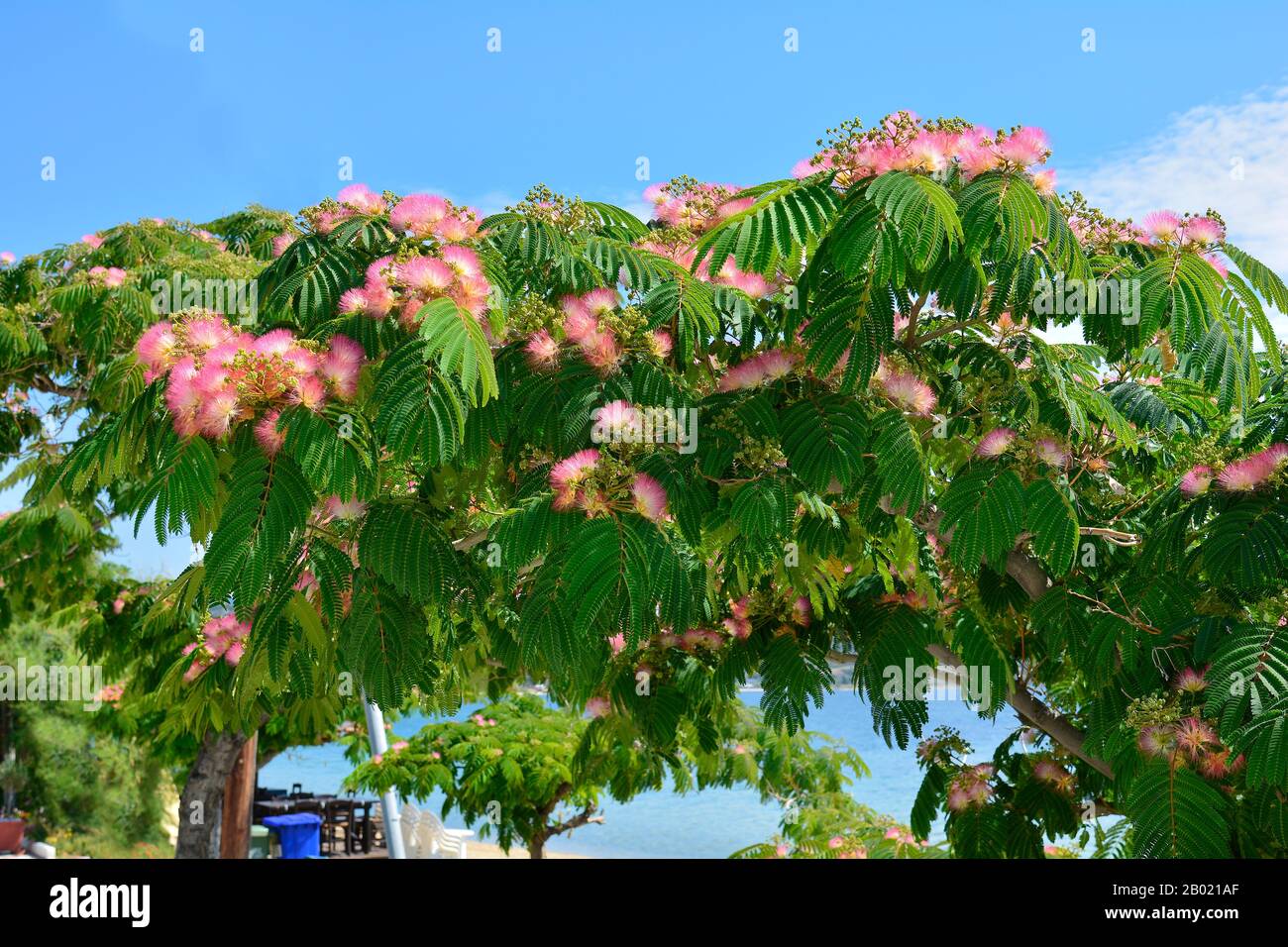Flowering rain tree hi-res stock photography and images - Alamy