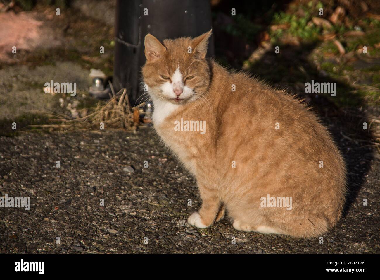 Light brown cat hi-res stock photography and images - Alamy
