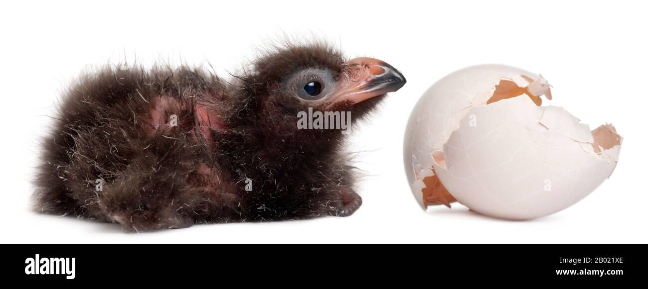 Fischers turaco egg hi-res stock photography and images - Alamy