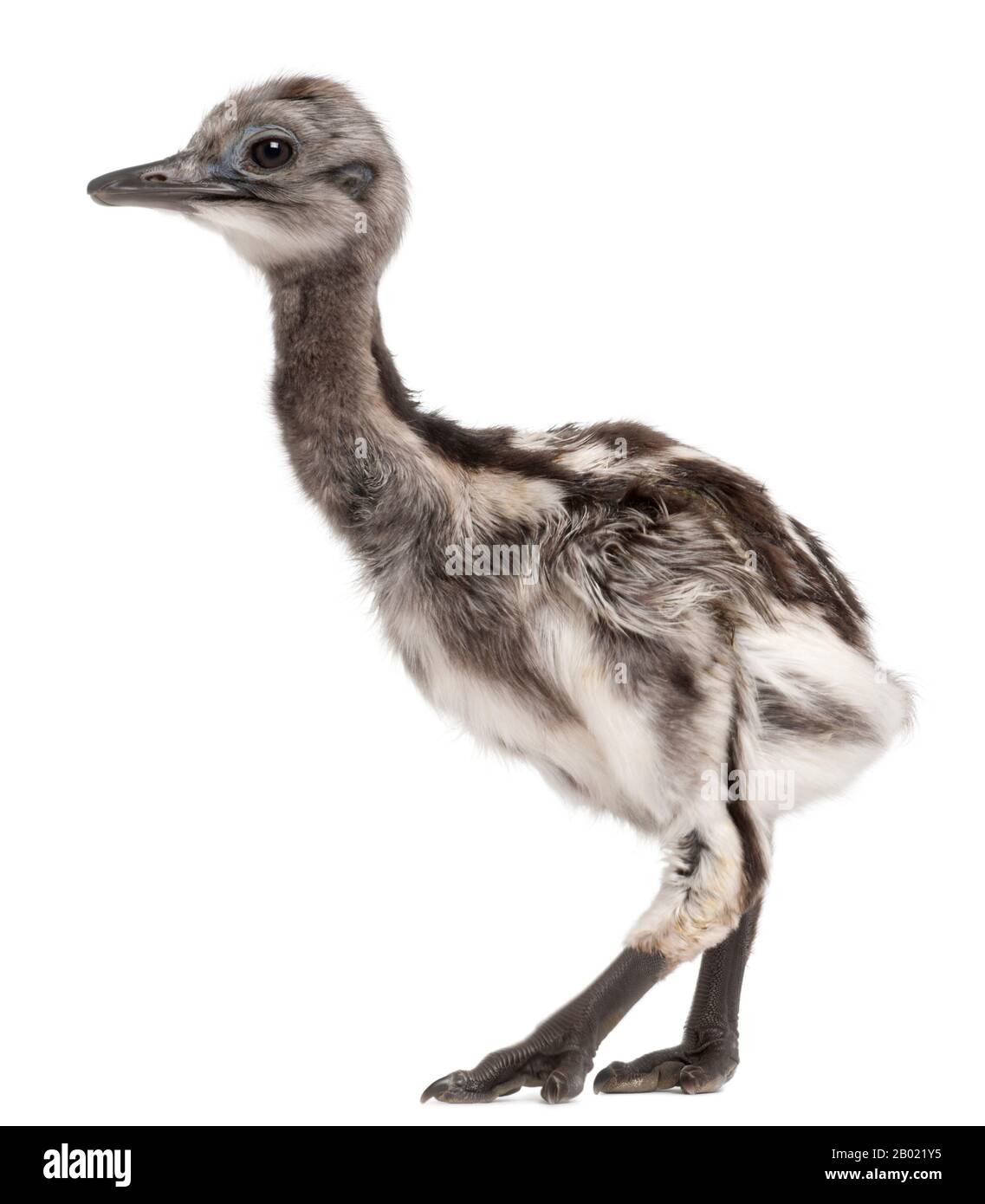 Darwin's Rhea, Rhea pennata, also known as the Lesser Rhea, 1 week old ...