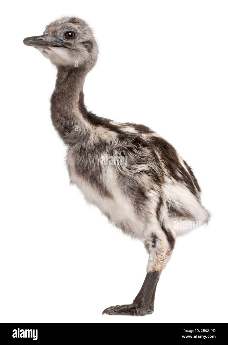 Darwin's Rhea, Rhea pennata, also known as the Lesser Rhea, 1 week old ...