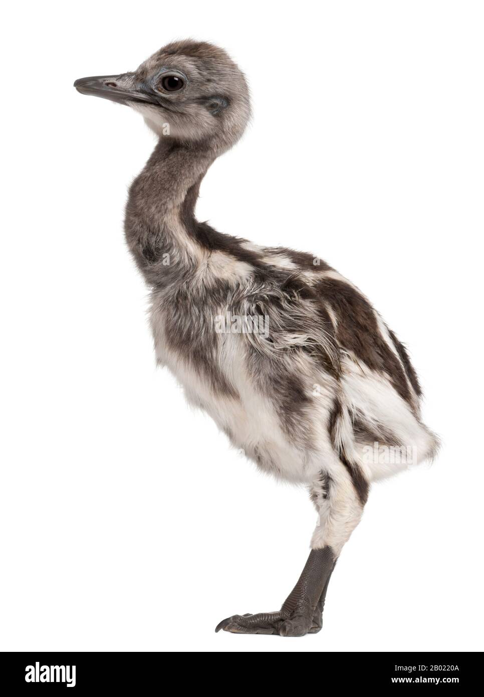 Lesser rhea hi-res stock photography and images - Alamy