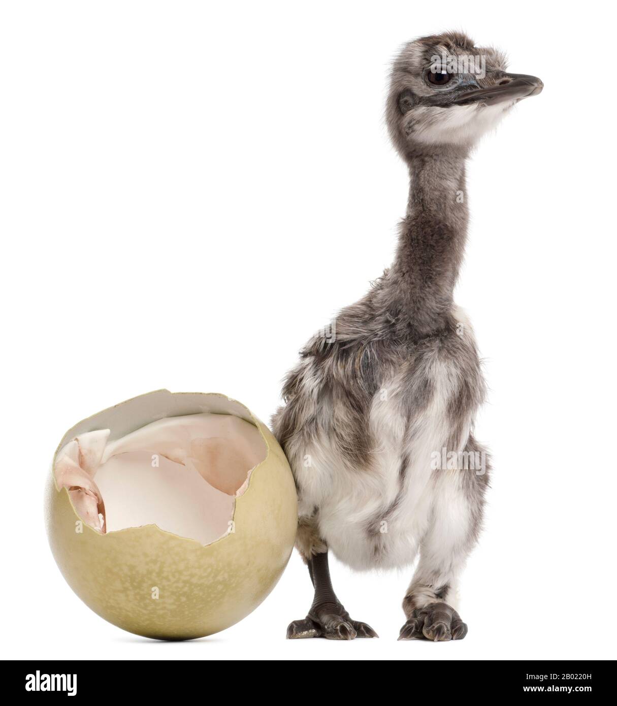 Darwin's Rhea with hatched egg, Rhea pennata, also known as the Lesser ...
