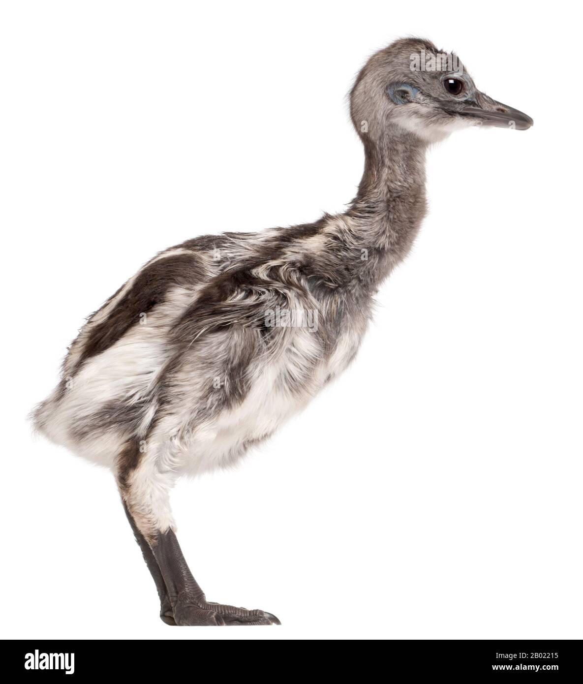 Darwin's Rhea, Rhea pennata, also known as the Lesser Rhea, 1 week old ...
