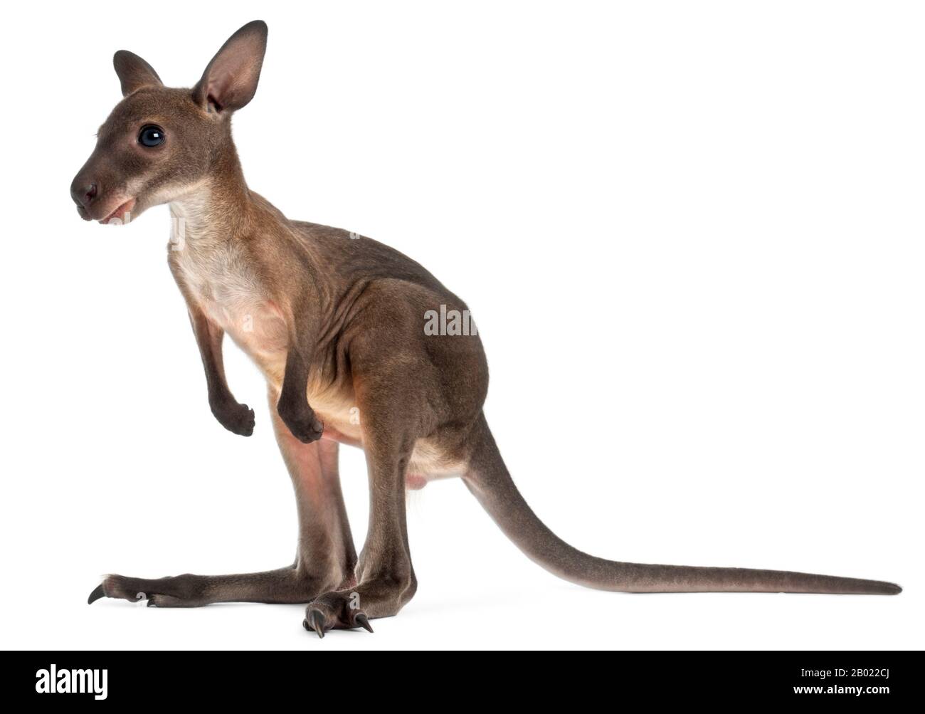 Wallaby cutout hi-res stock photography and images - Alamy
