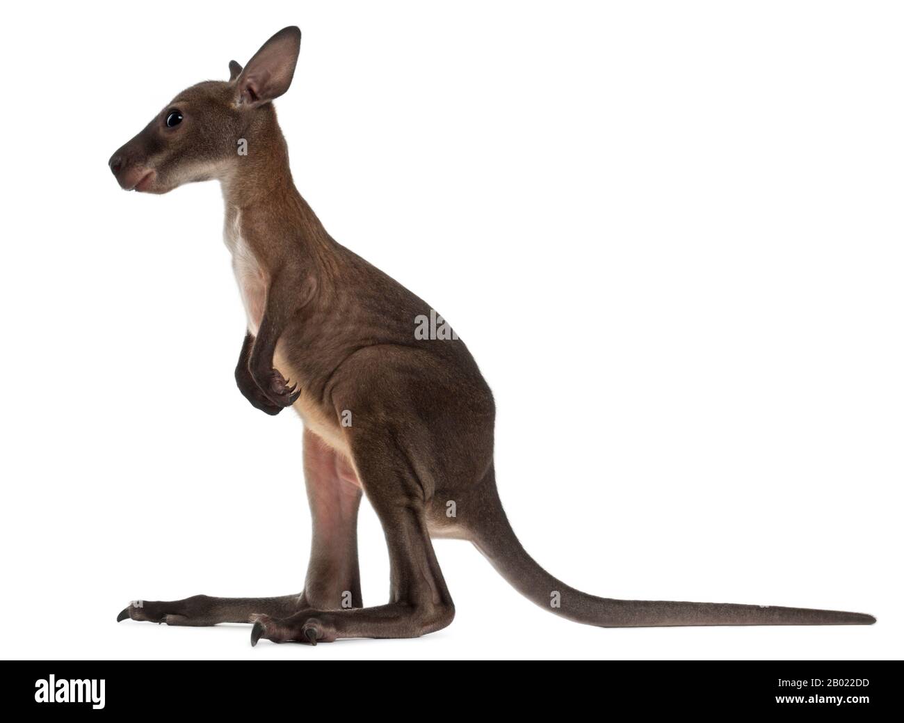 Wallaby, Macropus robustus, 3 months old, in front of white background ...