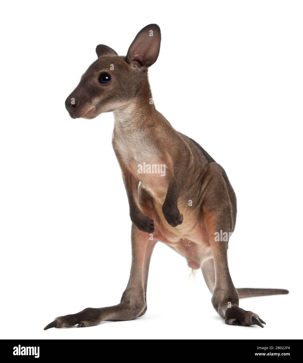 Wallaby, Macropus robustus, 3 months old, in front of white background ...