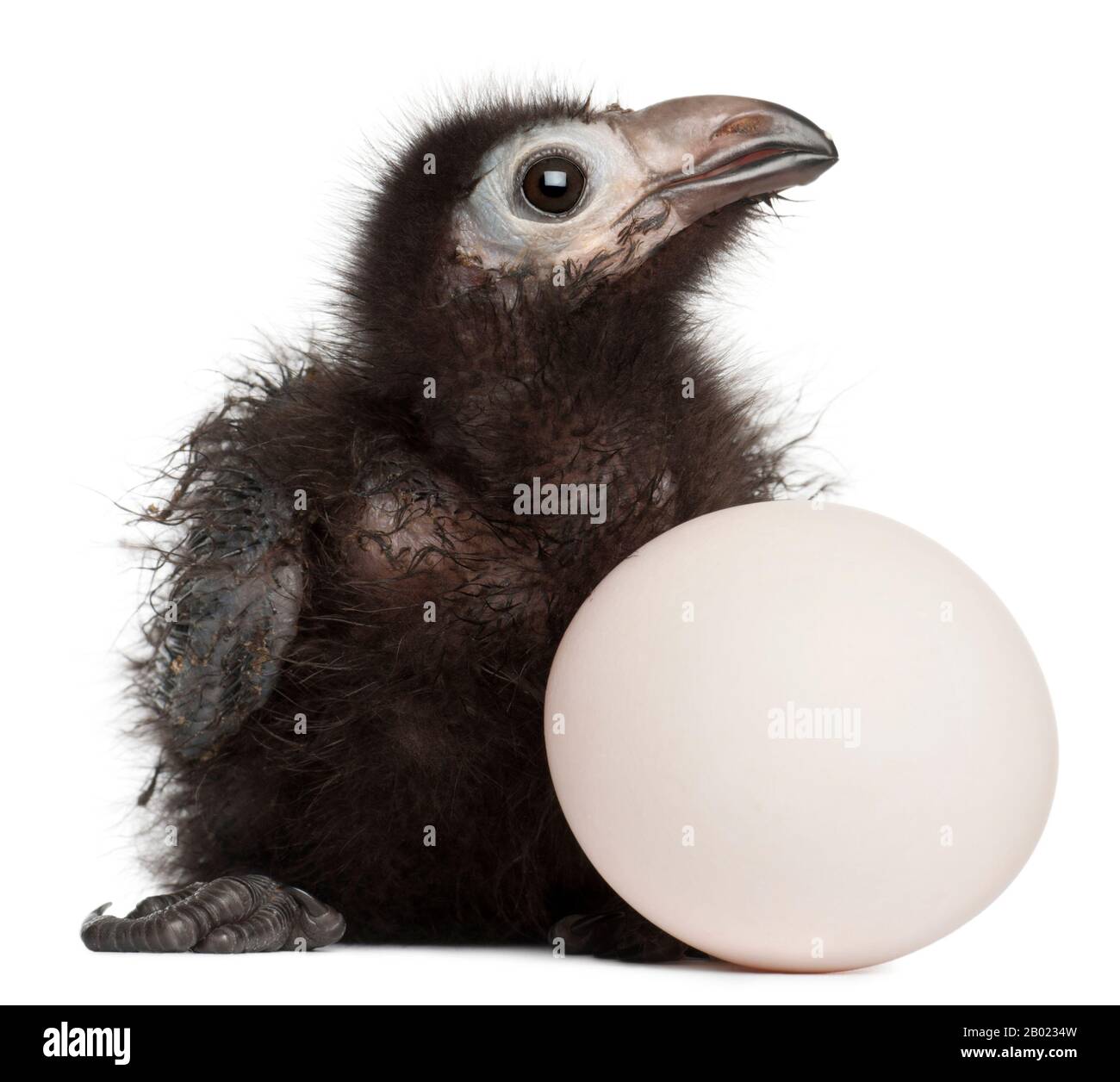 Ross's Turaco, Musophaga rossae, with his hatched egg, 1 week old, in ...