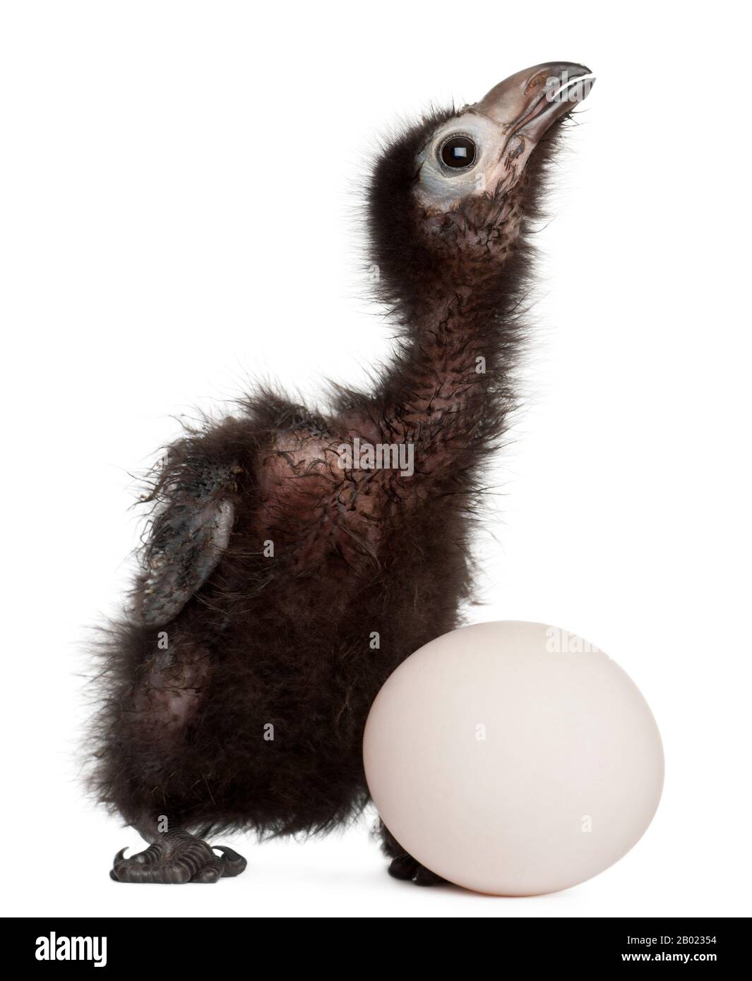 Ross's Turaco, Musophaga rossae, with his hatched egg, 1 week old, in ...