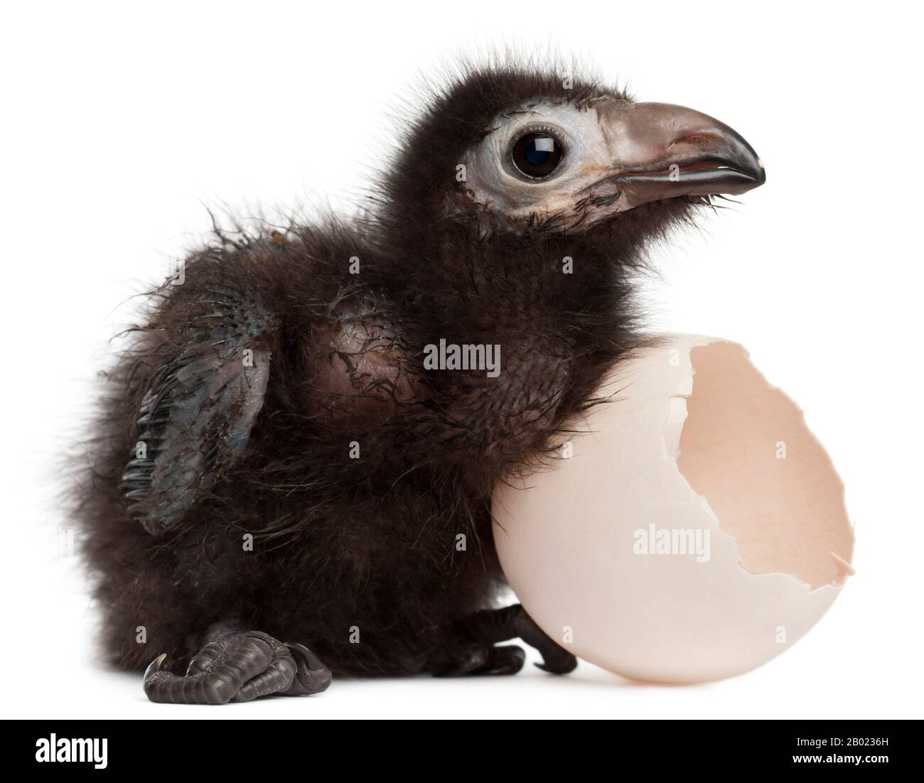 Ross's Turaco, Musophaga rossae, with his hatched egg, 1 week old, in ...