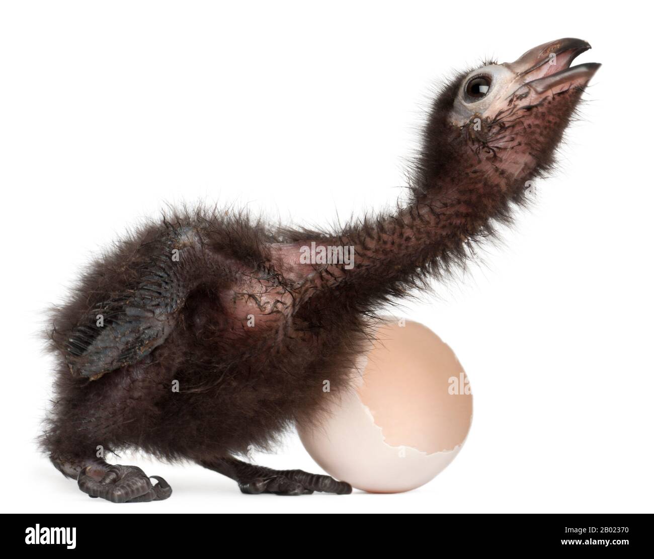 Ross's Turaco, Musophaga rossae, with his hatched egg, 1 week old, in ...