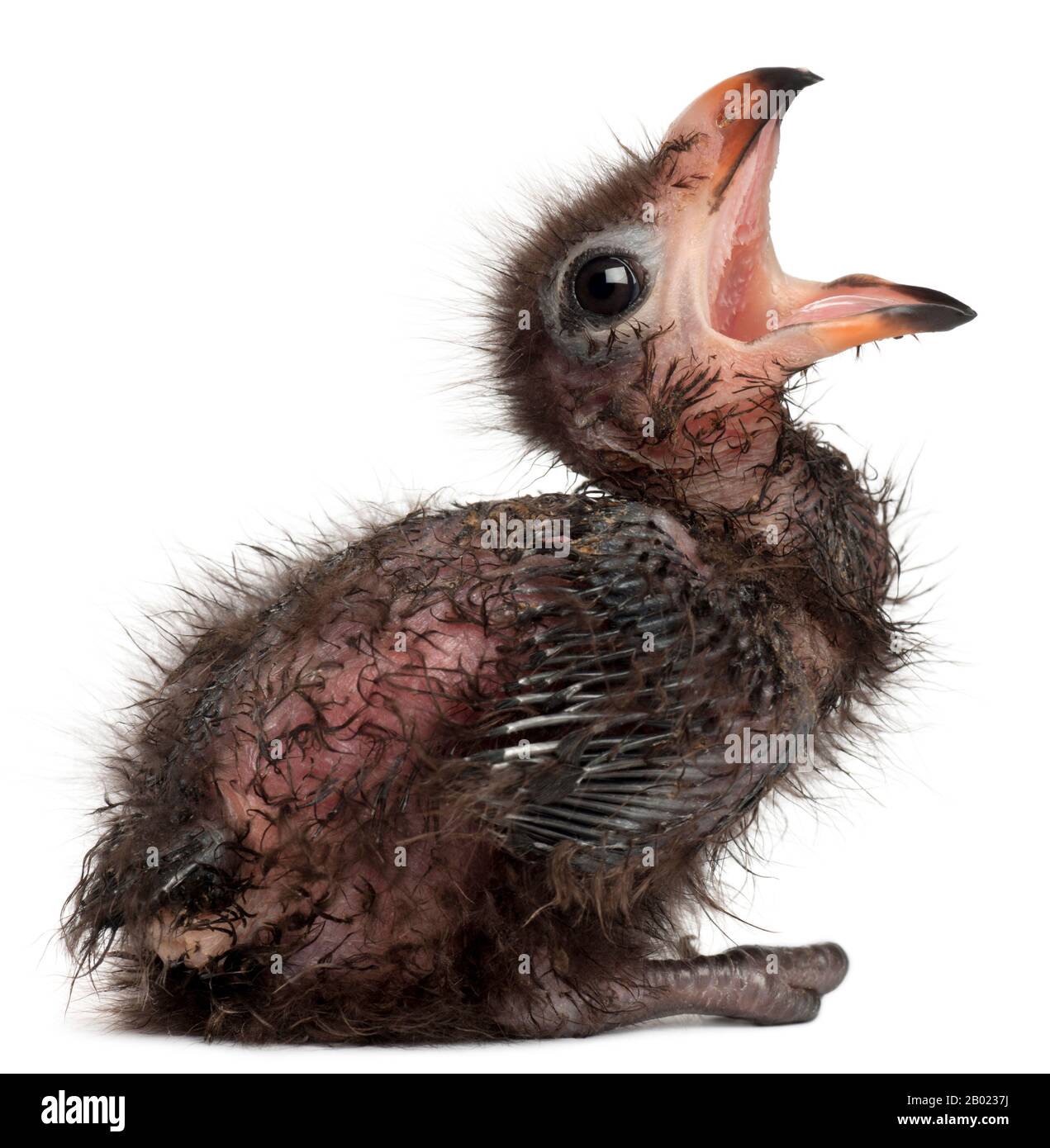 Fischer's Turaco, Tauraco fischeri, 1 week old, in front of white ...