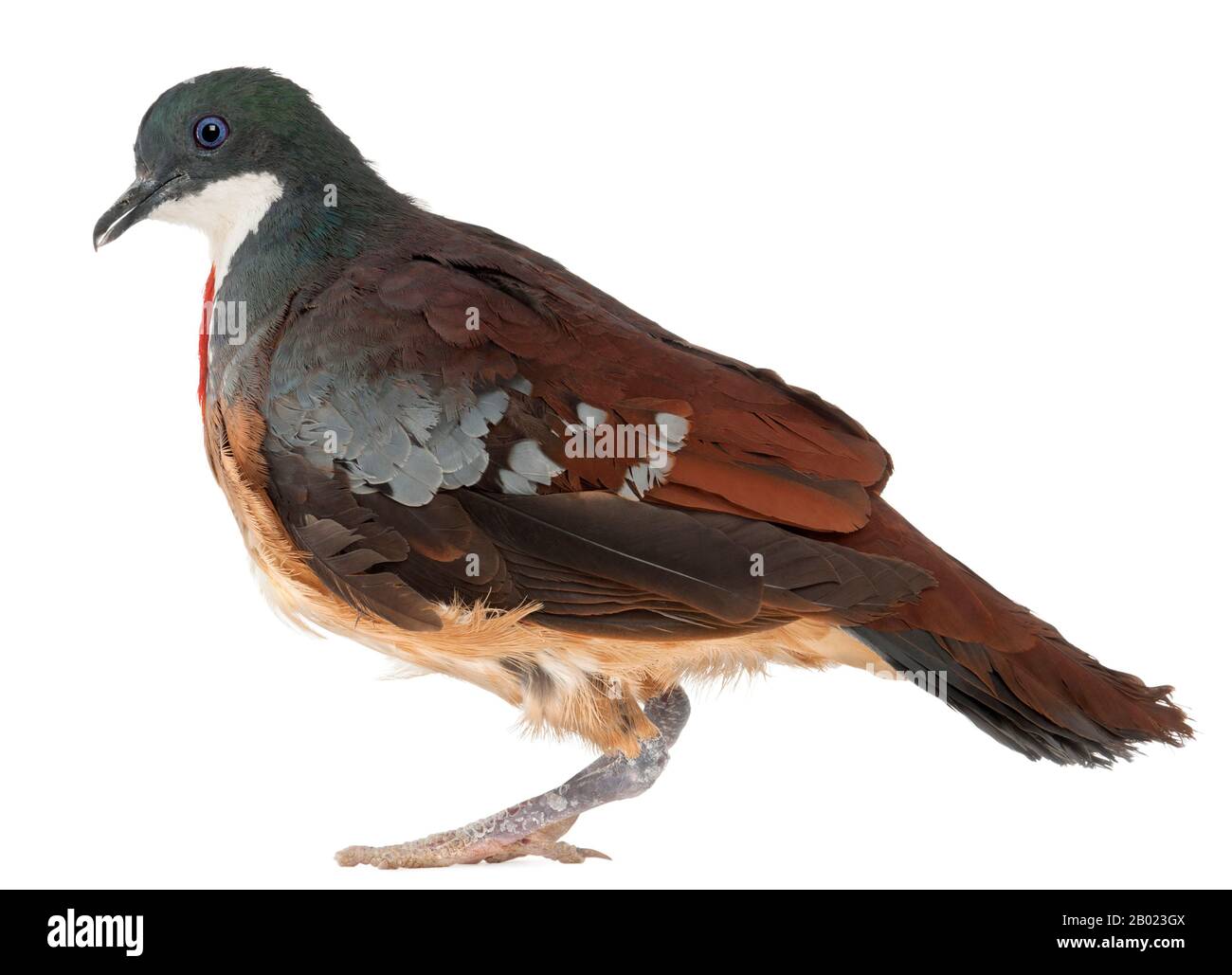 Gallicolumba hi-res stock photography and images - Alamy