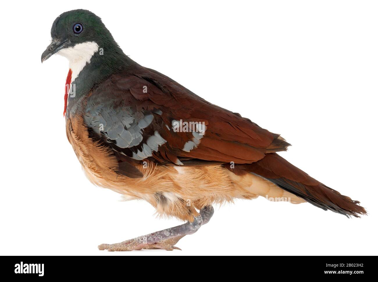 Mindanao Bleeding-heart, Gallicolumba crinigera, adult, in front of ...
