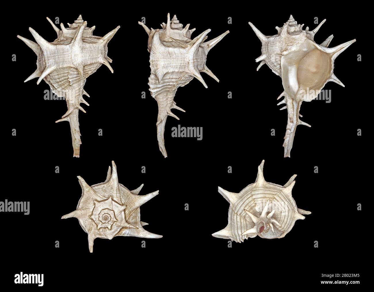 Tyrian purple snails hi-res stock photography and images - Alamy