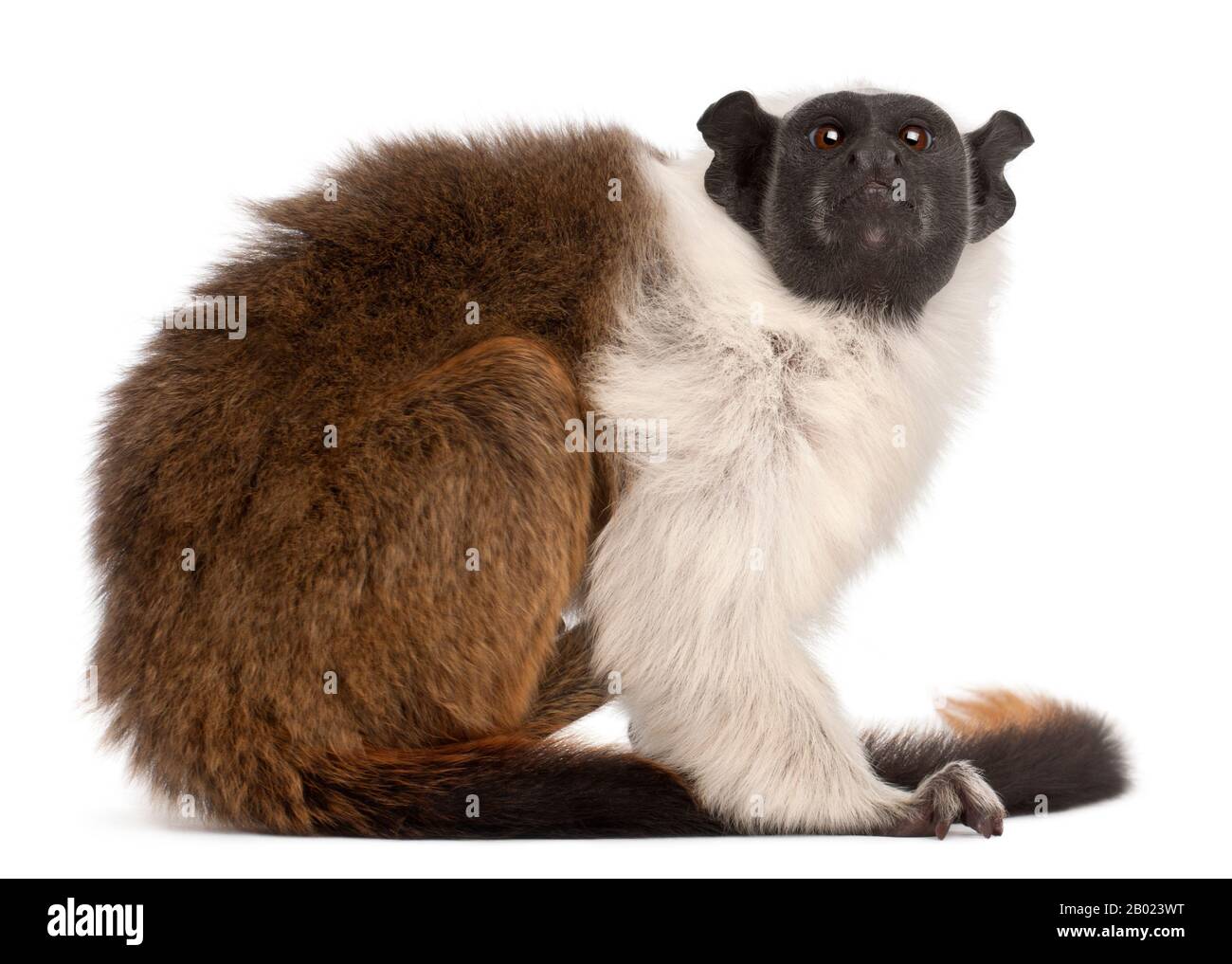 Pied tamarin, Saguinus bicolor, 4 years old, in front of white ...