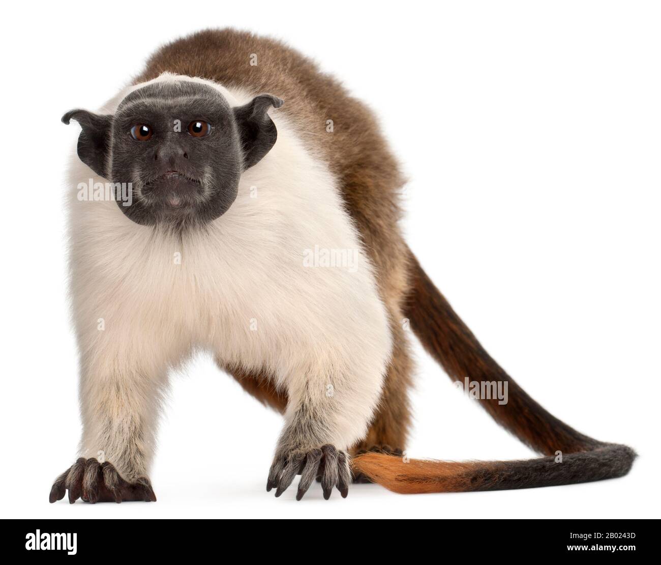 Pied tamarin, Saguinus bicolor, 4 years old, in front of white ...