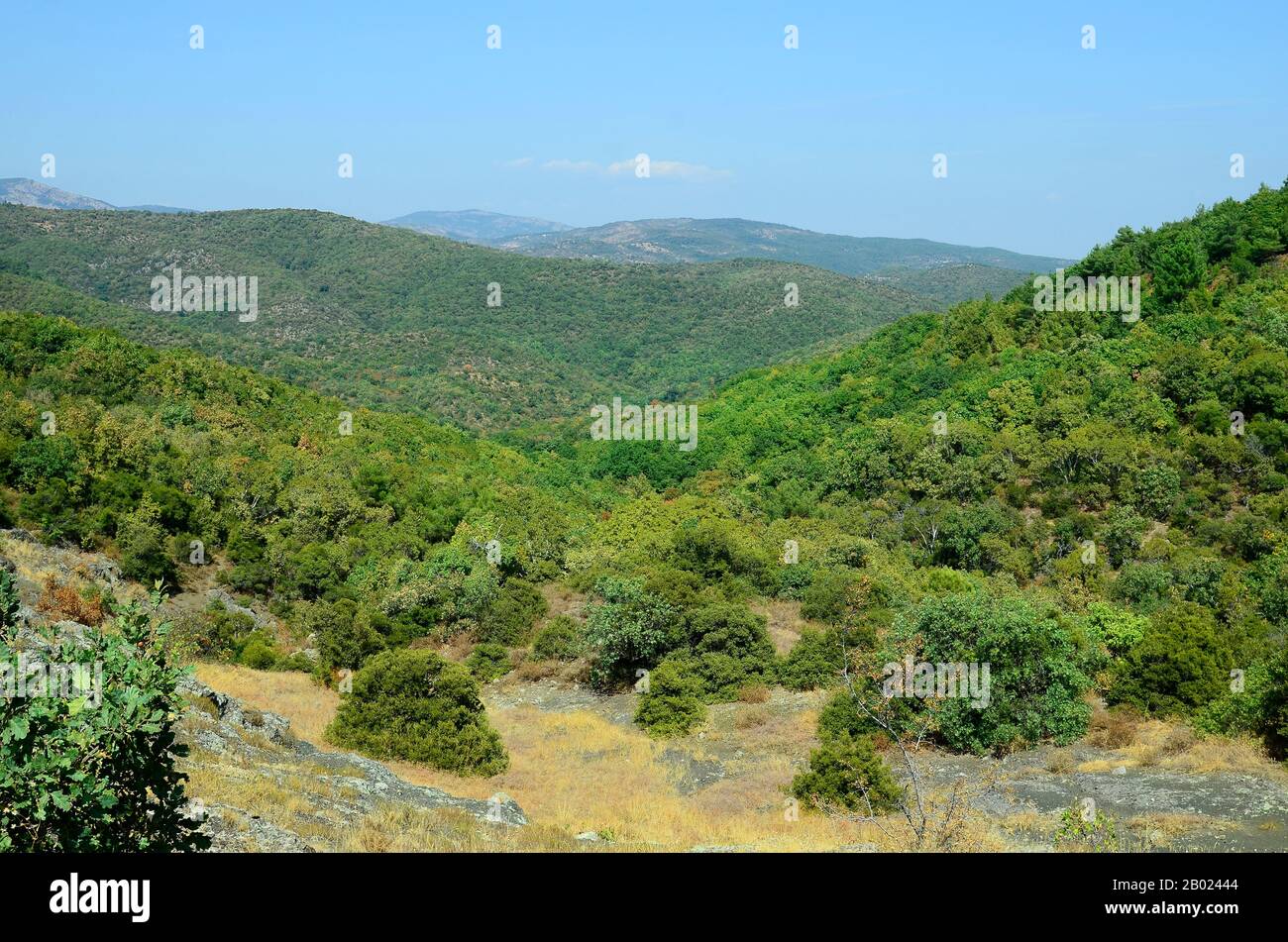 Greece, dadia forest Stock Photo - Alamy