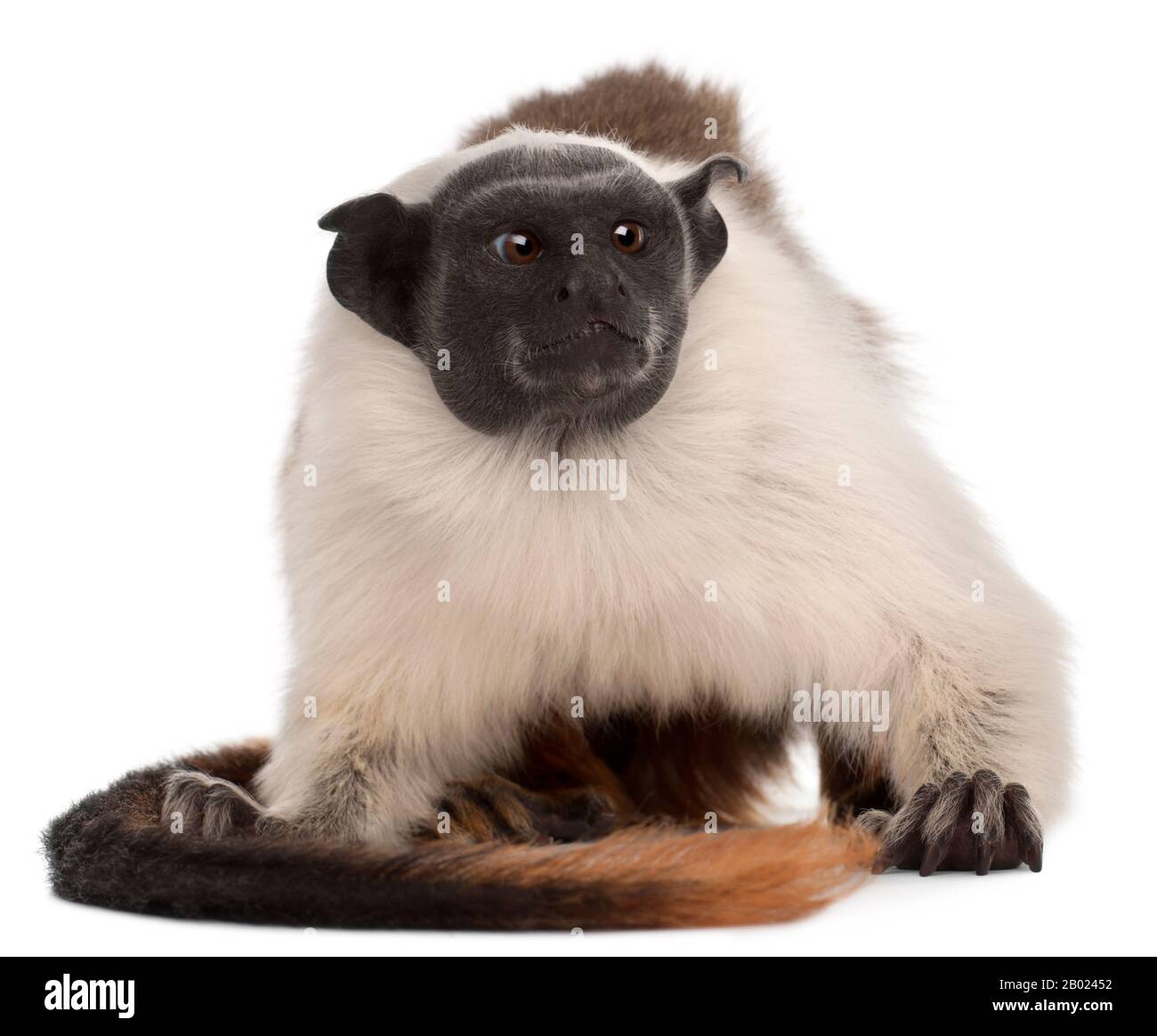 Pied tamarin, Saguinus bicolor, 4 years old, in front of white ...