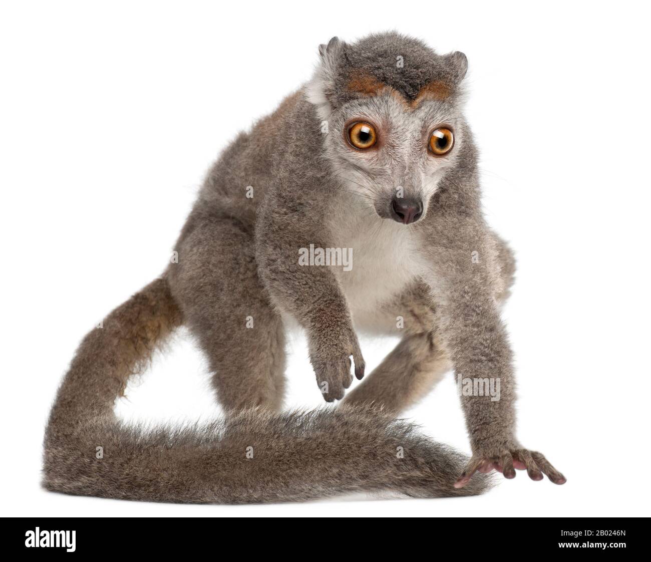 Crowned lemur, Eulemur coronatus, 2 years old, in front of white ...