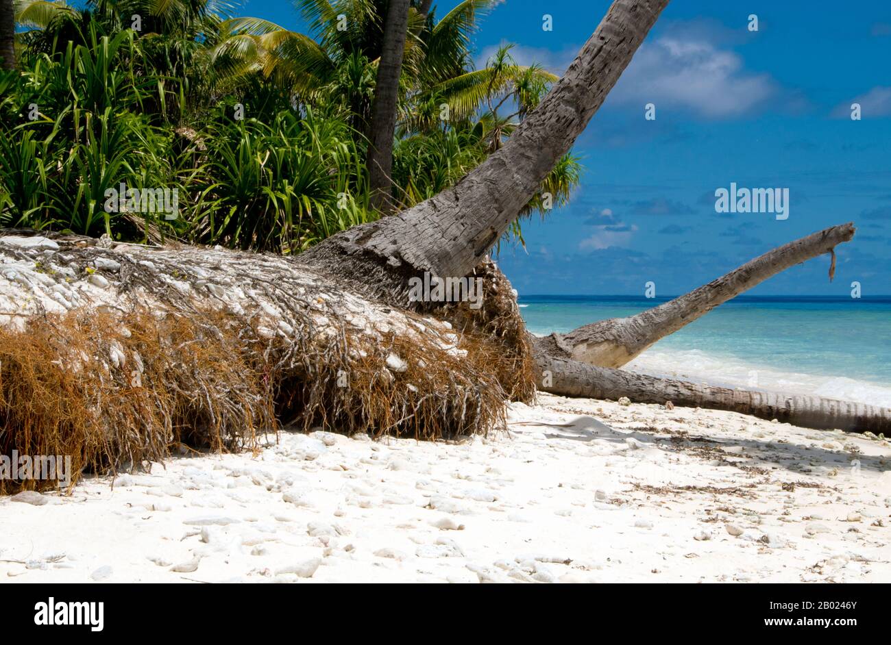 Maldives: Beach erosion and coconut palms, Hulhumeedhoo Island, Addu ...