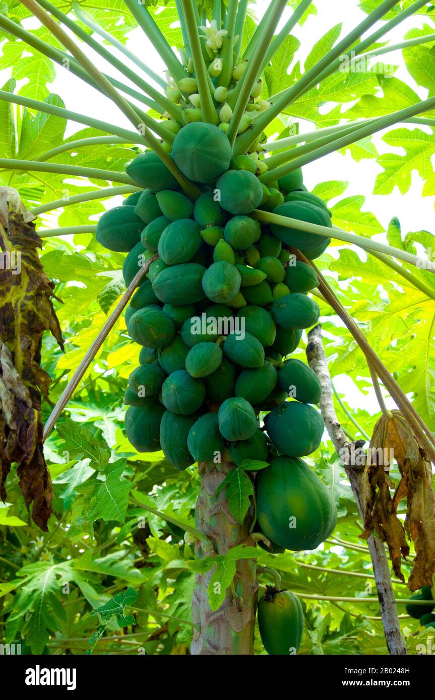 Maldives: Papaya tree, fruit and vegetable farm on Fen Muli Island ...