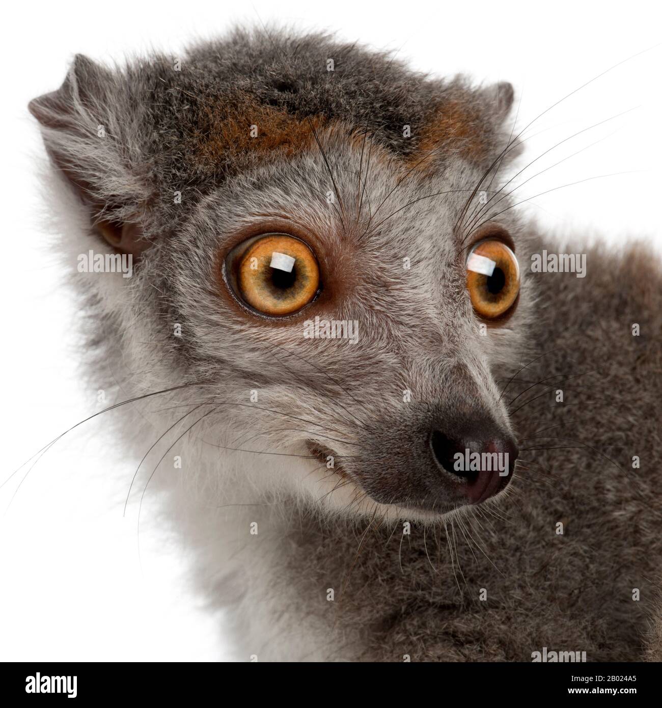 Close-up of Crowned lemur, Eulemur coronatus, 2 years old, in front of ...