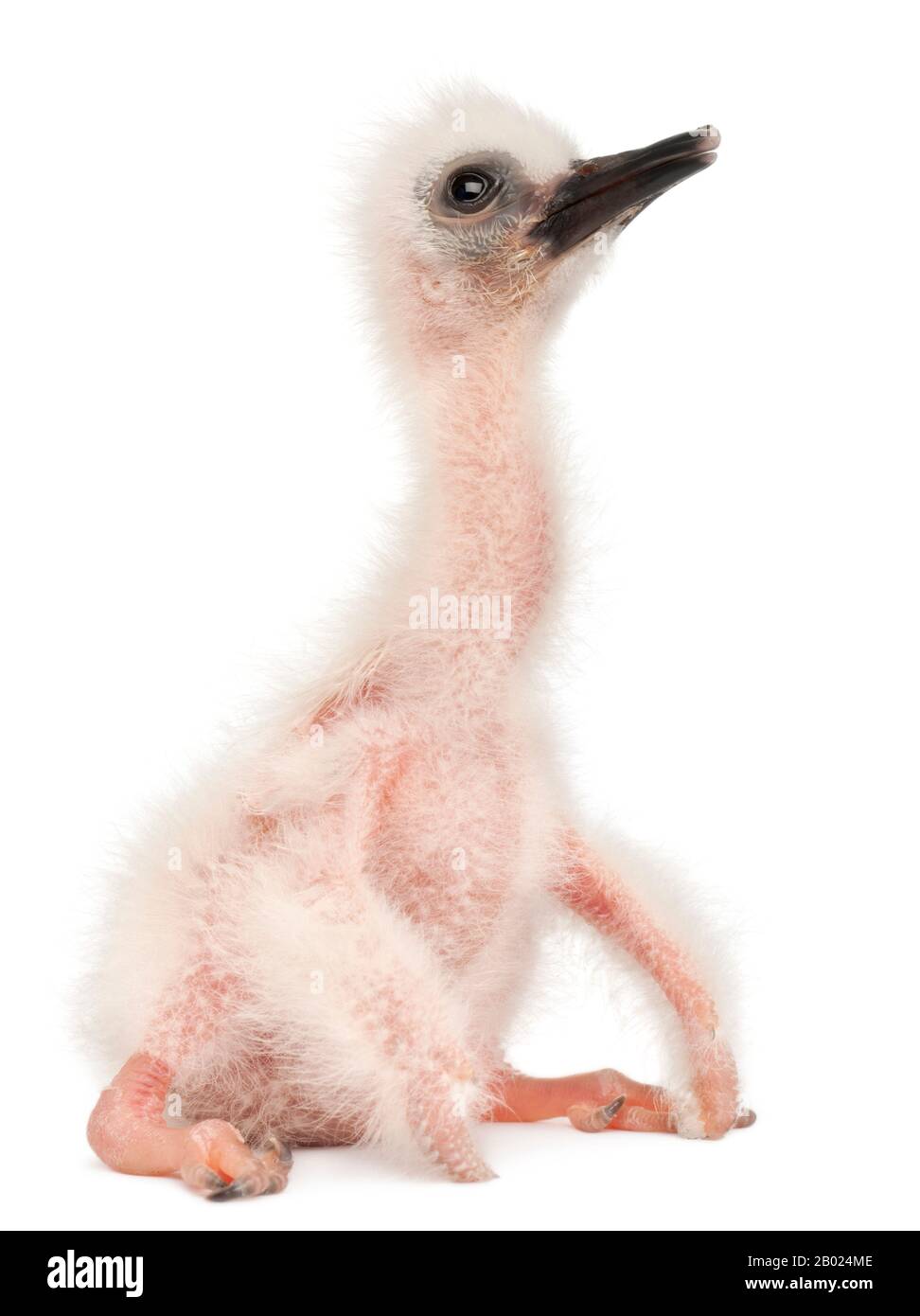 Madagascar ibis Cut Out Stock Images & Pictures - Alamy