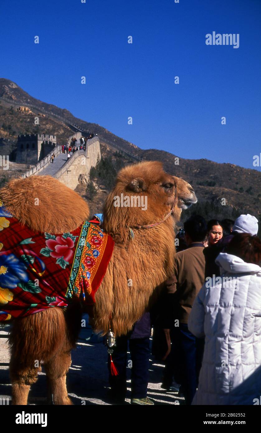 China: Bactrian camel on the Great Wall, north of Beijing. The Great ...