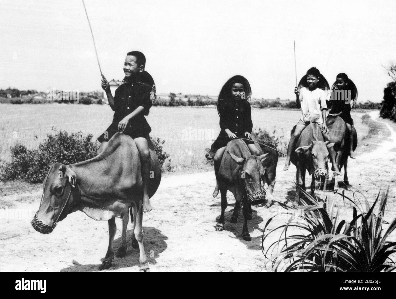 Vietnam: Boys cow-herding, Hoi An, 1950. The small but historic town of ...