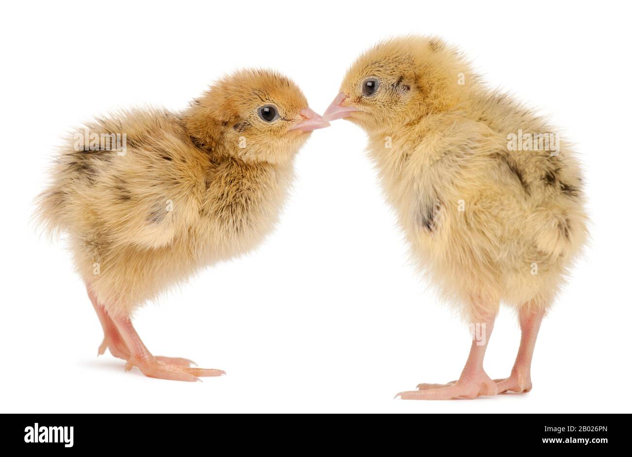 Two Japanese Quail, also known as Coturnix Quail, Coturnix japonica, 3 ...