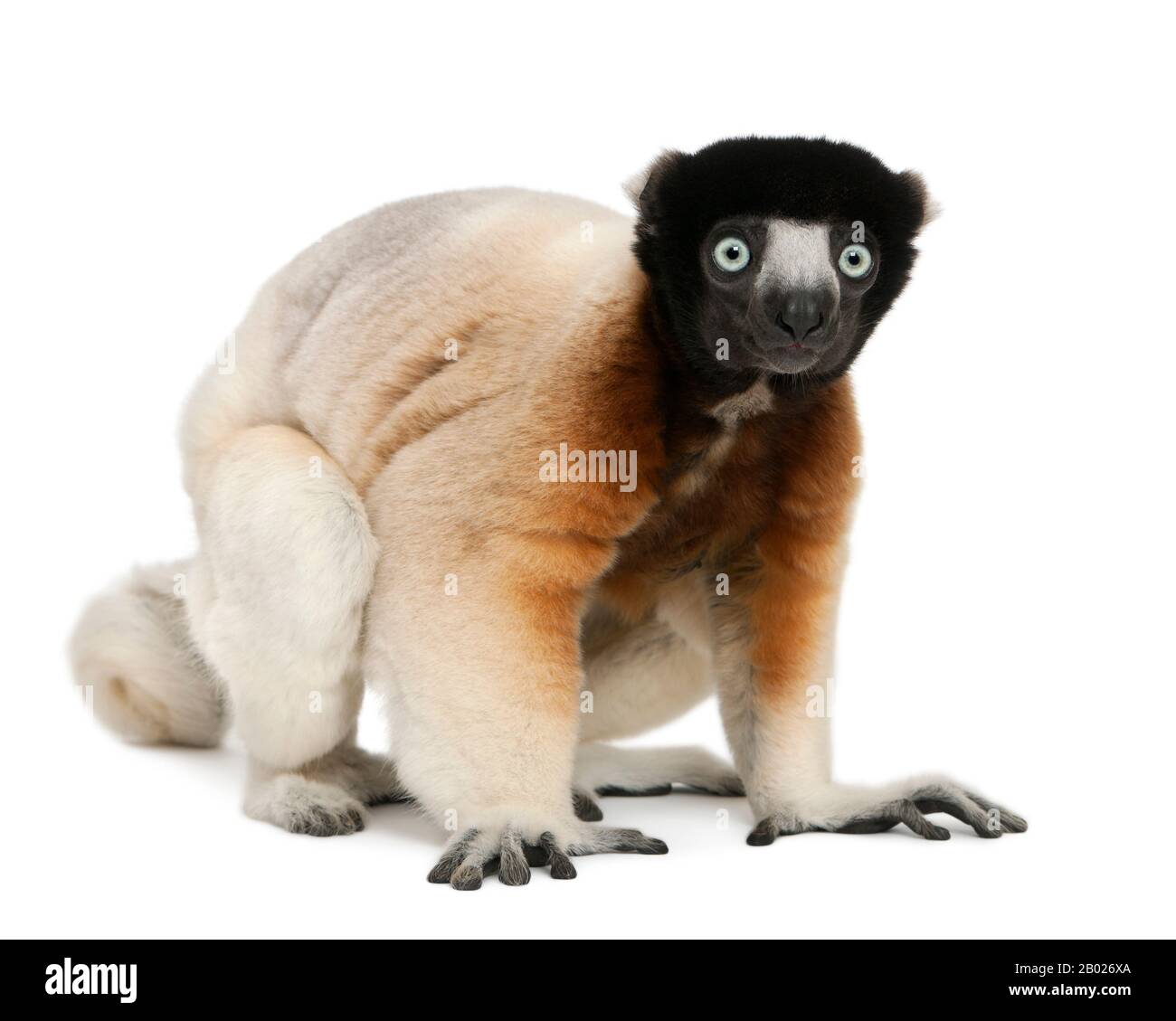 Crowned Sifaka, Propithecus coronatus, 14 years old, in front of white ...
