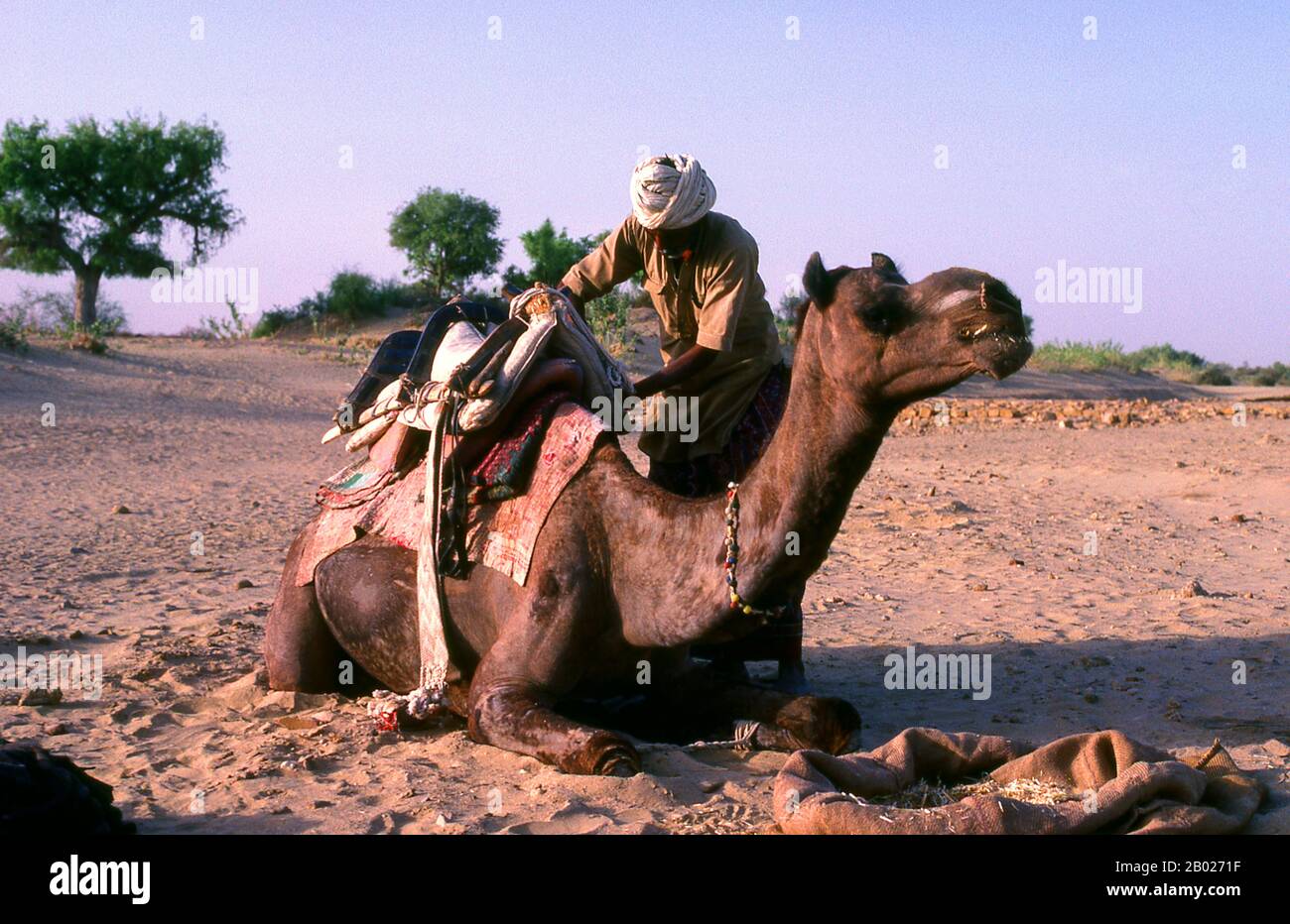 Ancestor of a camel hi-res stock photography and images - Alamy