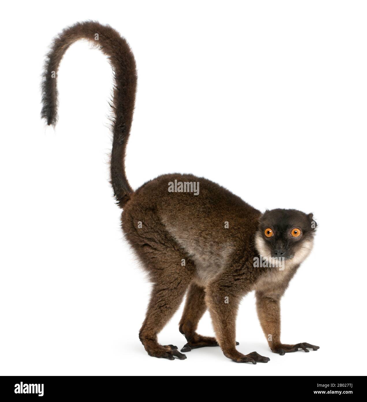White collared brown lemur hi-res stock photography and images - Alamy