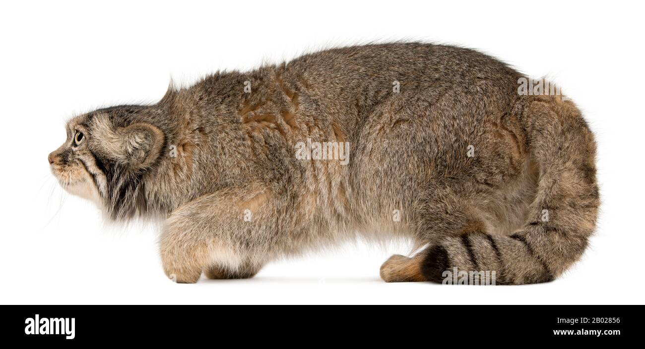 Otocolobus manul tail hi-res stock photography and images - Alamy