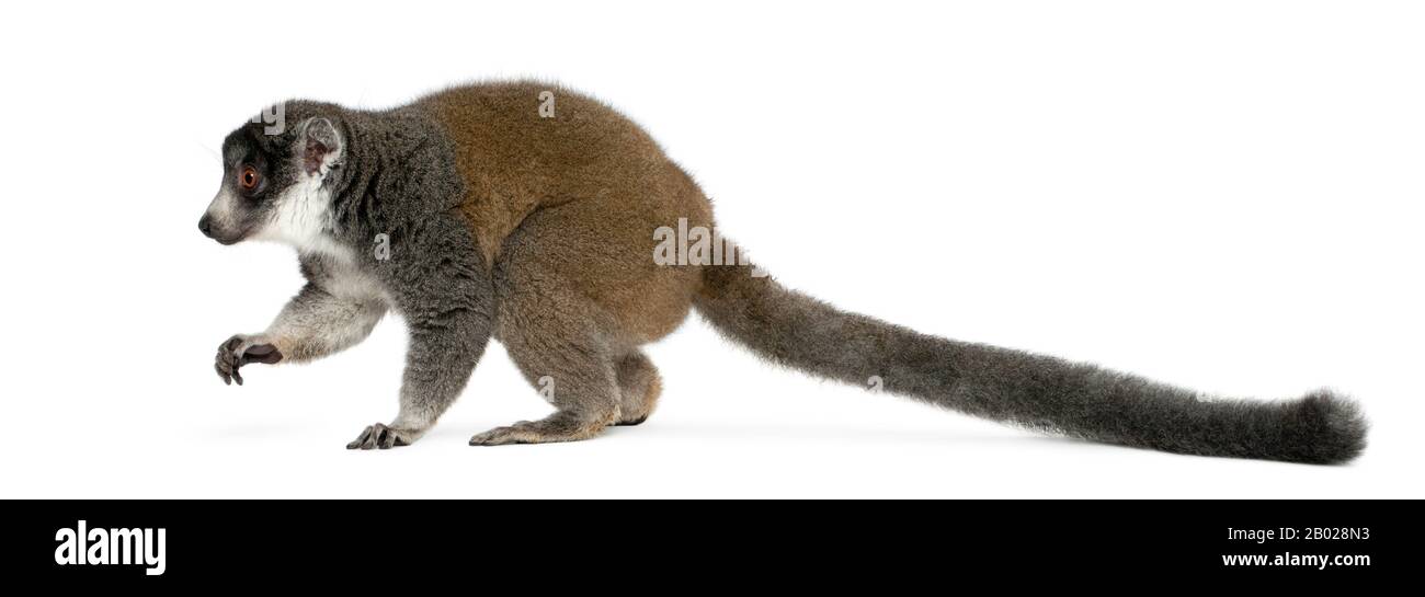 Female mongoose lemur, Eulemur mongoz, 24 years old, in front of white ...