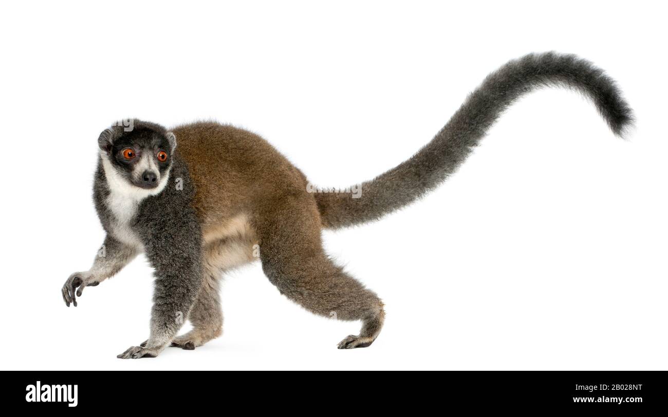 Female mongoose lemur, Eulemur mongoz, 24 years old, in front of white ...