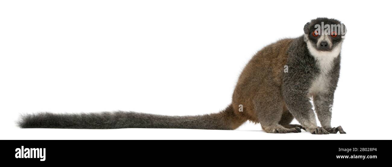Female mongoose lemur, Eulemur mongoz, 24 years old, sitting in front ...