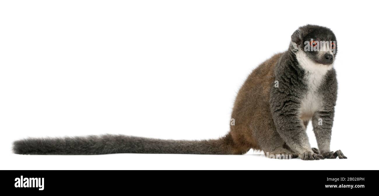 Female mongoose lemur, Eulemur mongoz, 24 years old, sitting in front ...