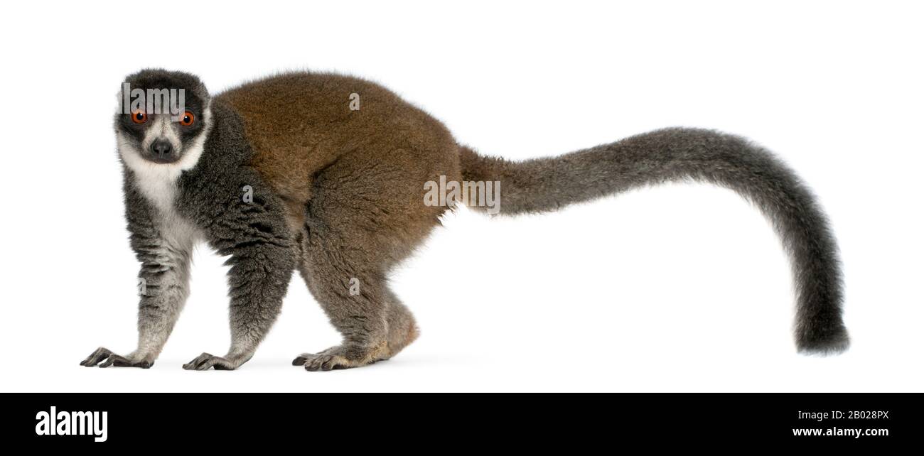 Female mongoose lemur, Eulemur mongoz, 24 years old, in front of white ...