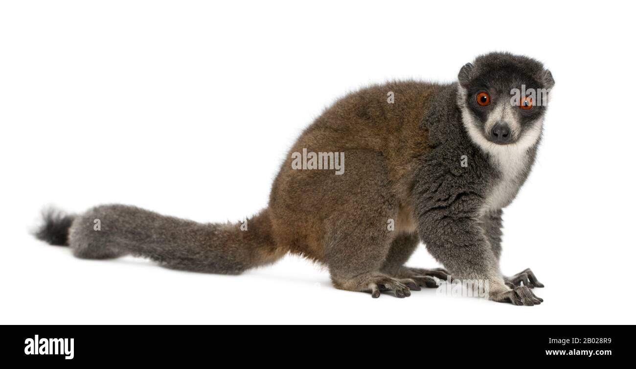 Female mongoose lemur, Eulemur mongoz, 24 years old, sitting in front ...