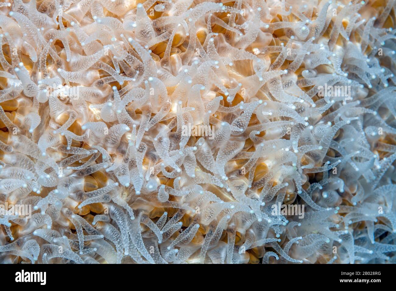 Caribbean coral reef brain coral polyp exteneded for feeding at night ...