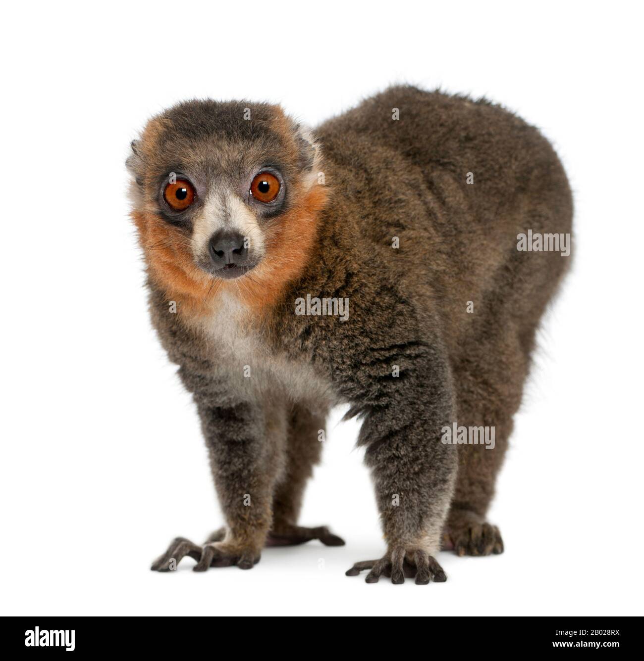 Mongoose species Cut Out Stock Images & Pictures - Alamy