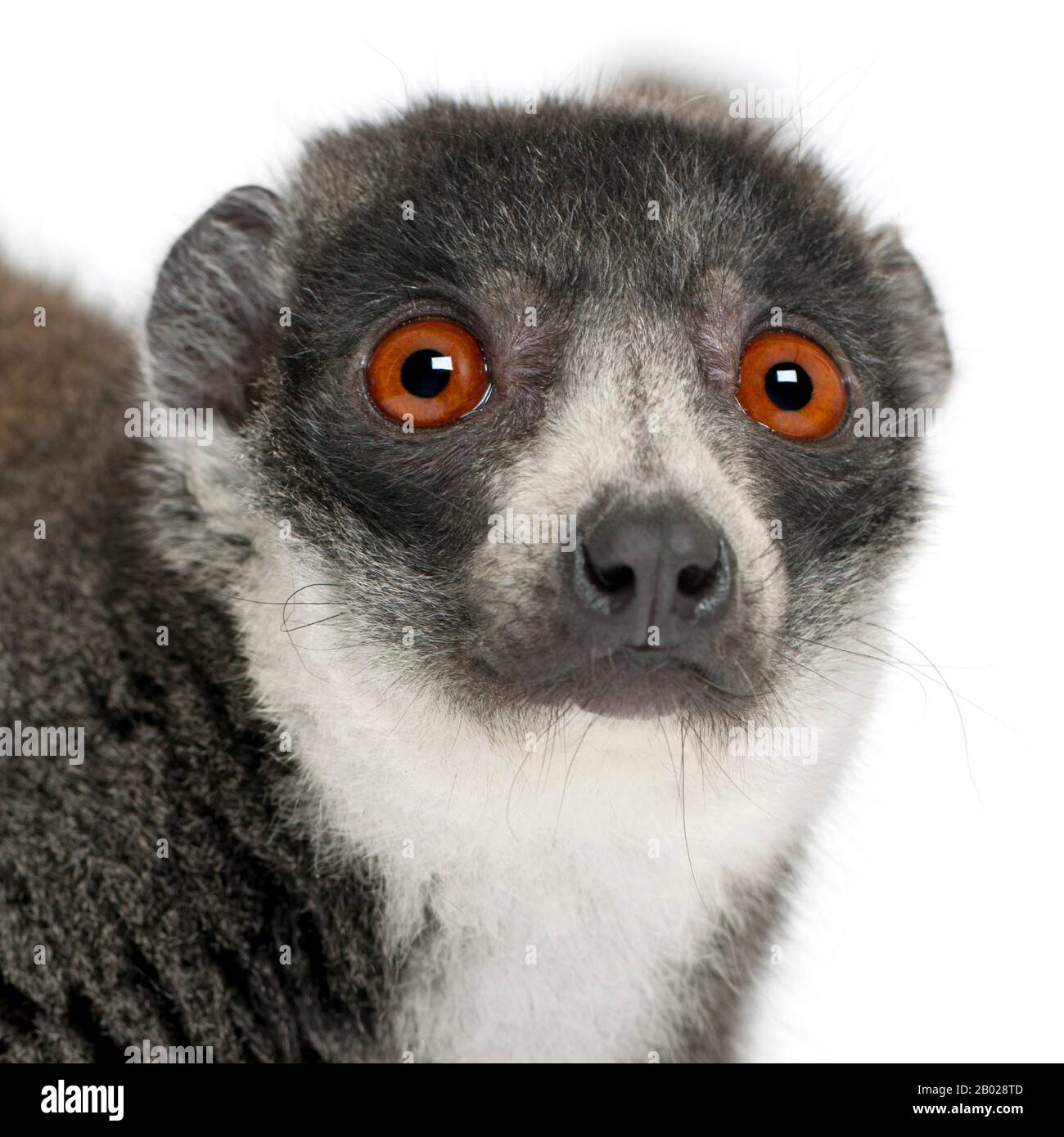 Female mongoose lemur, Eulemur mongoz, 24 years old, in front of white ...