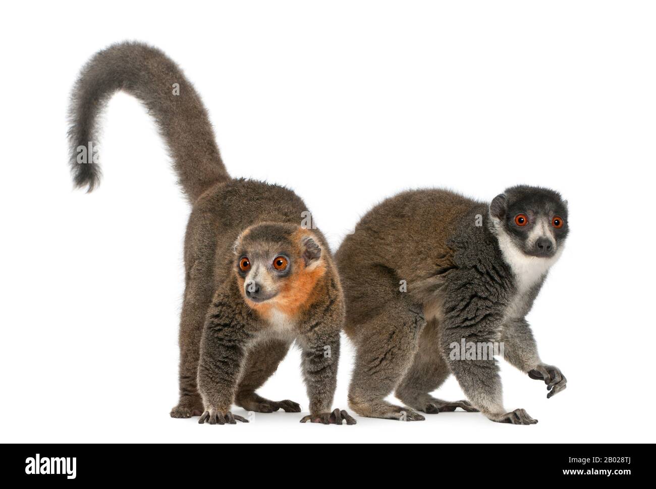 Female and male mongoose lemurs, Eulemur mongoz, 24 and 26 years old ...