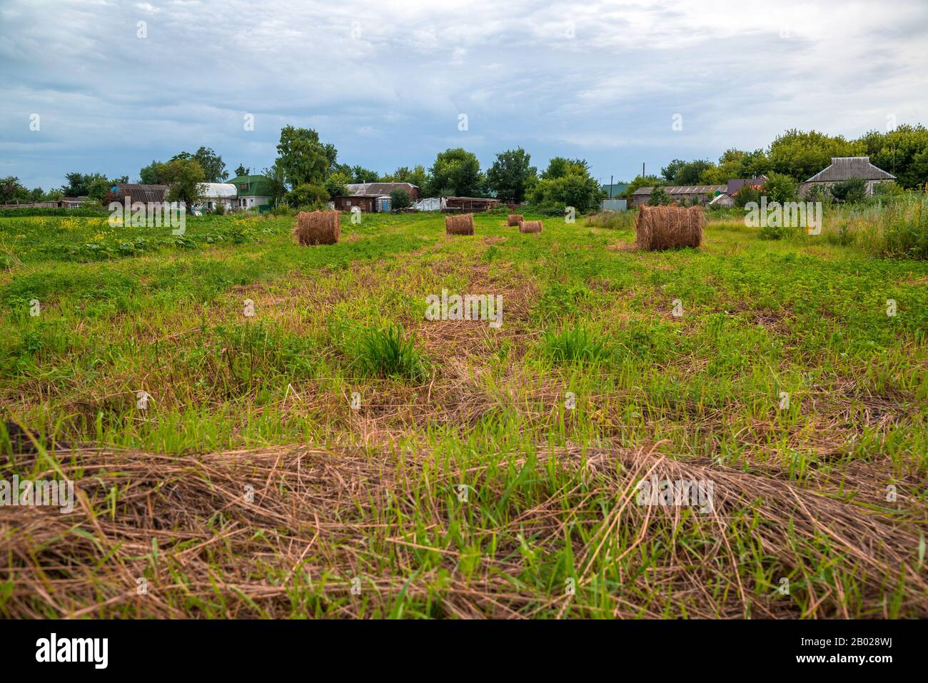 rural landscape with a houses and field of ripe wheat in Russia Stock ...