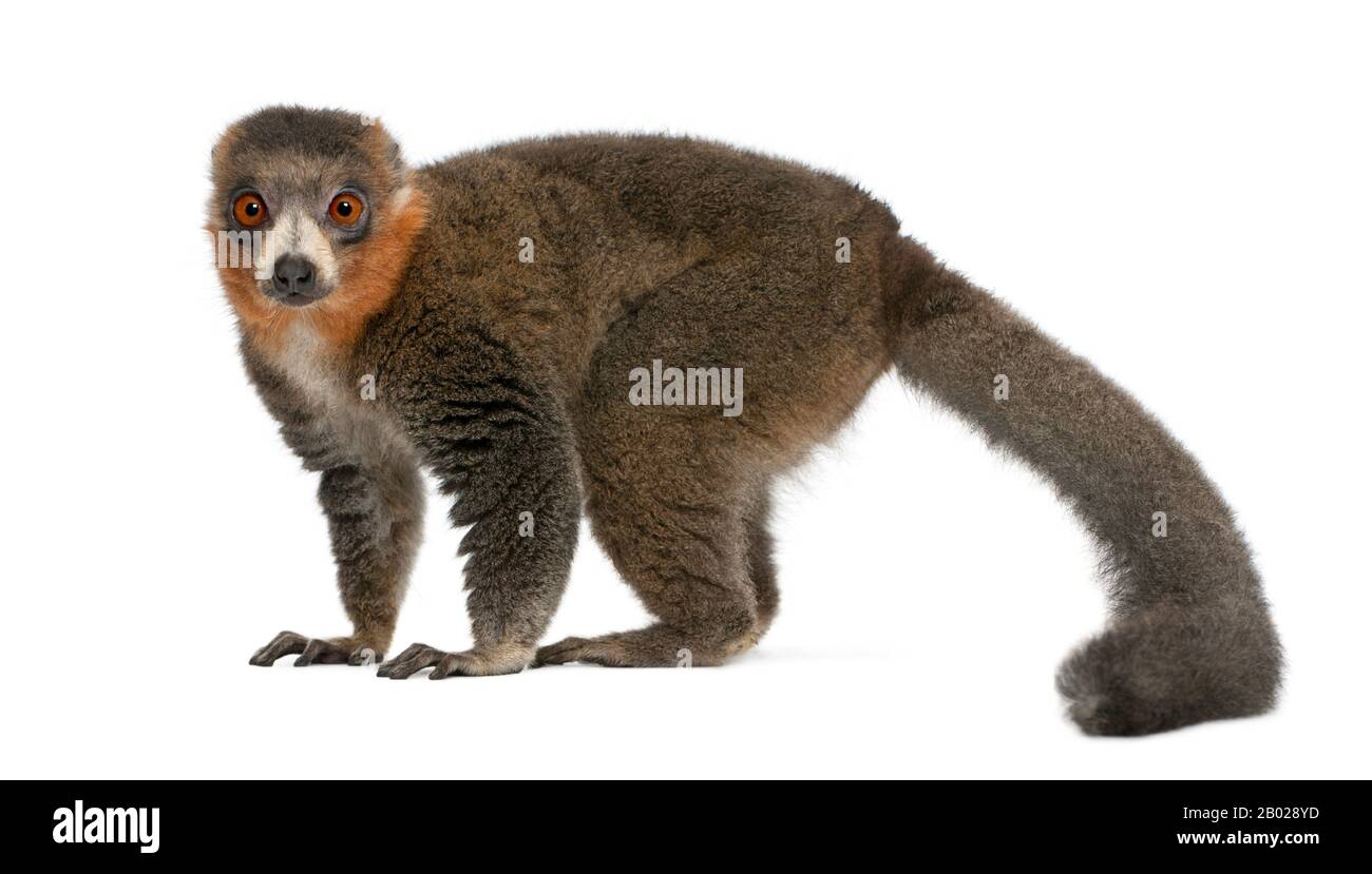 Mongoose Lemur